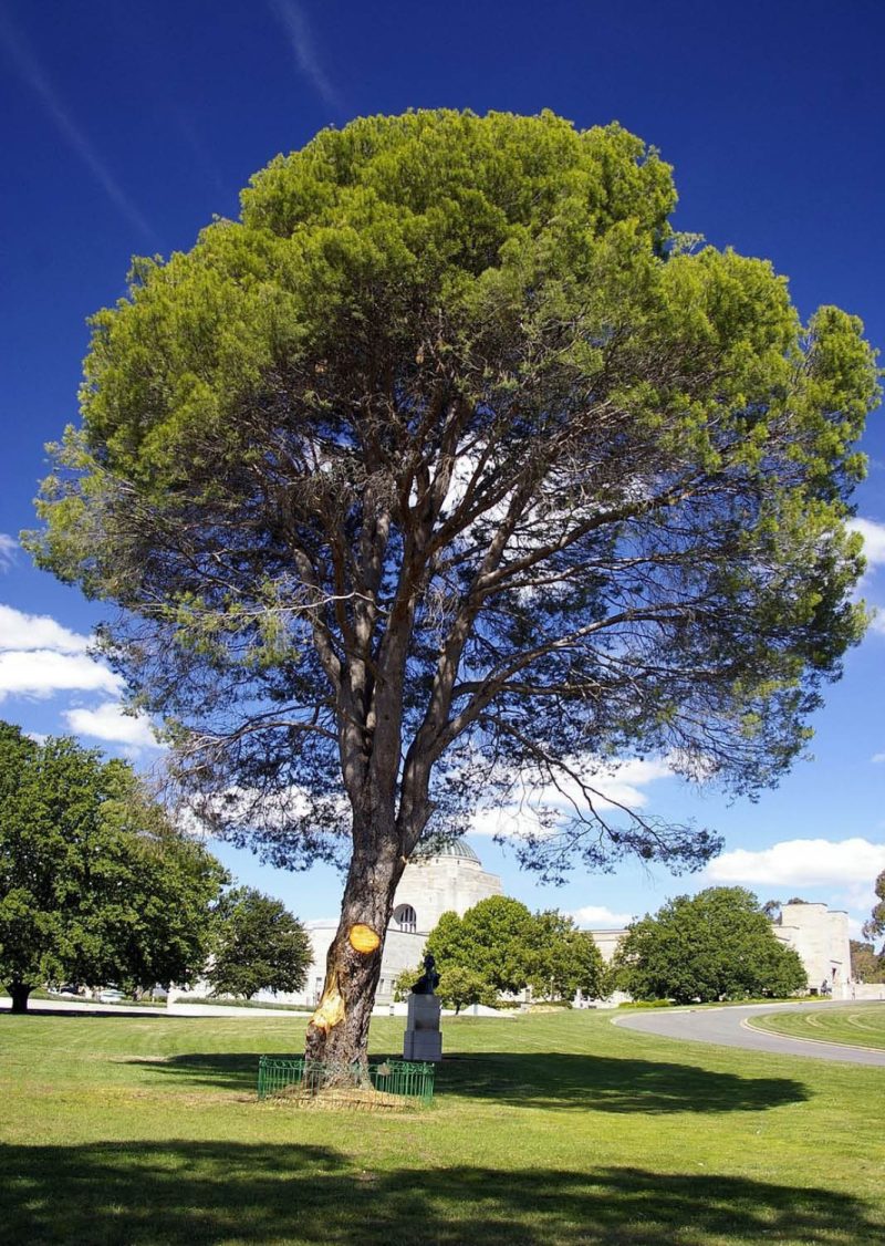 About - 100 Lone Pines